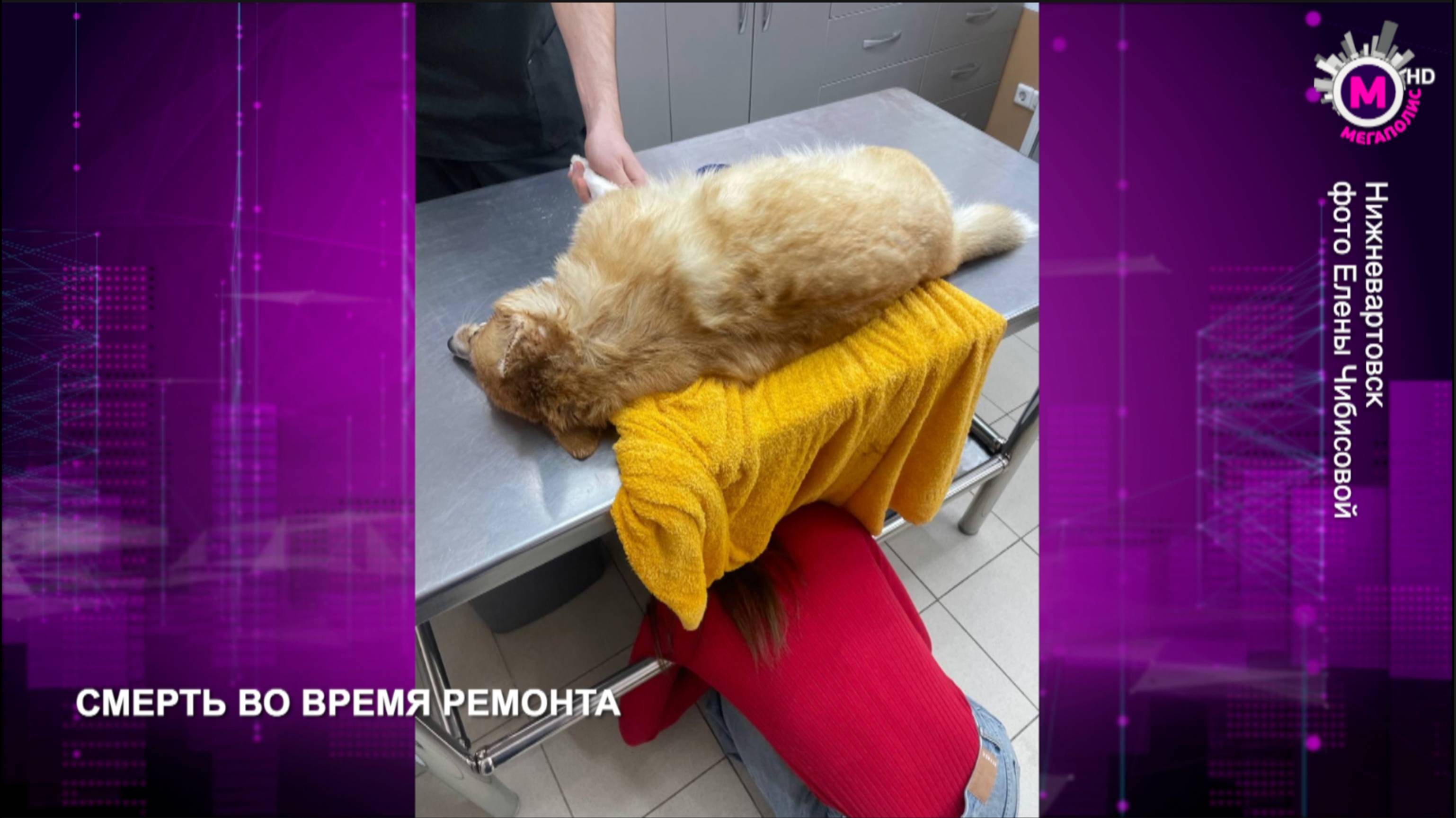 В Югре умерла собака после декоративного ремонта с использованием токсичного герметика – Нижневартов