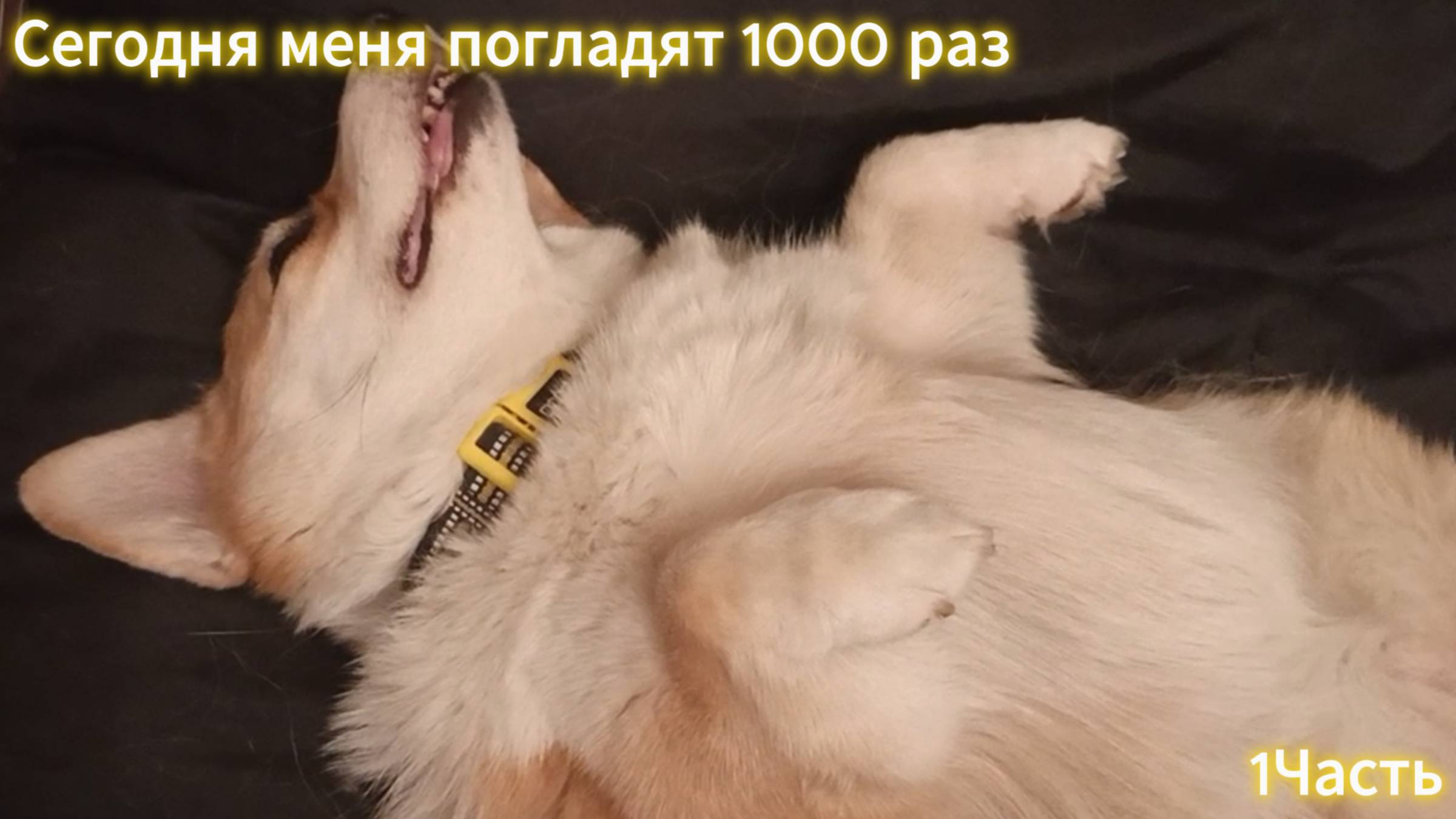 Сегодня меня погладят тысячу раз 1 часть