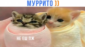МУРРИТО ))) Приколы с котами | Мемозг 1643