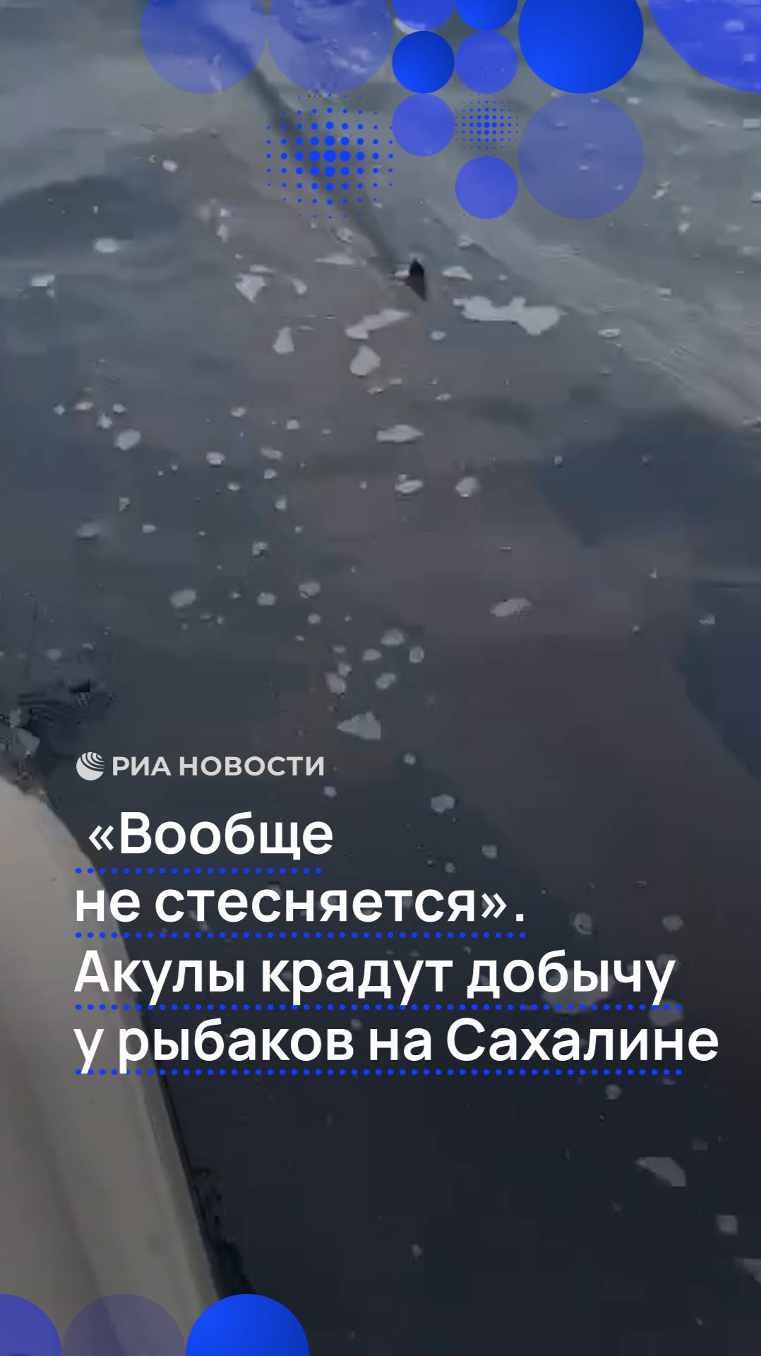 Акулы начали отнимать улов у рыбаков на Сахалин