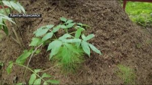 Самый большой в стране городской муравейник обнаружен в Ханты-Мансийске