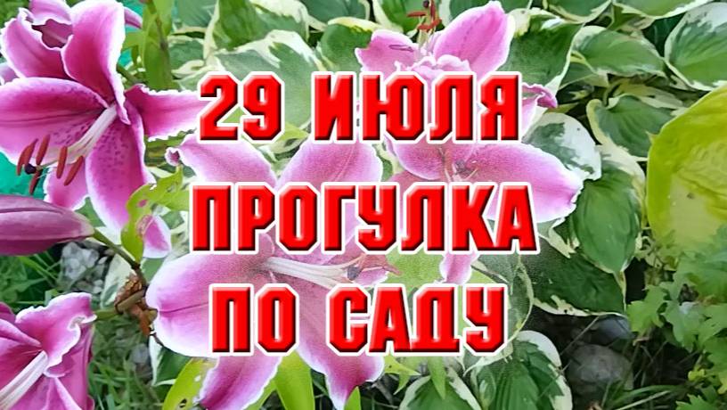 29 июля. Привожу сад в порядок после дождей, обзор гортензий