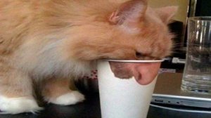 ПРИКОЛЫ С ЖИВОТНЫМИ ДО СЛЕЗ #115 Смешные КОТЫ И СОБАКИ  Приколы