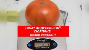 Сорт томата Андреевский сюрприз мой фаворит!!!