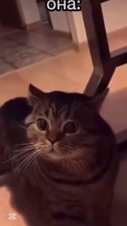 Ещё больше котиков в канале https://t.me/cotorai