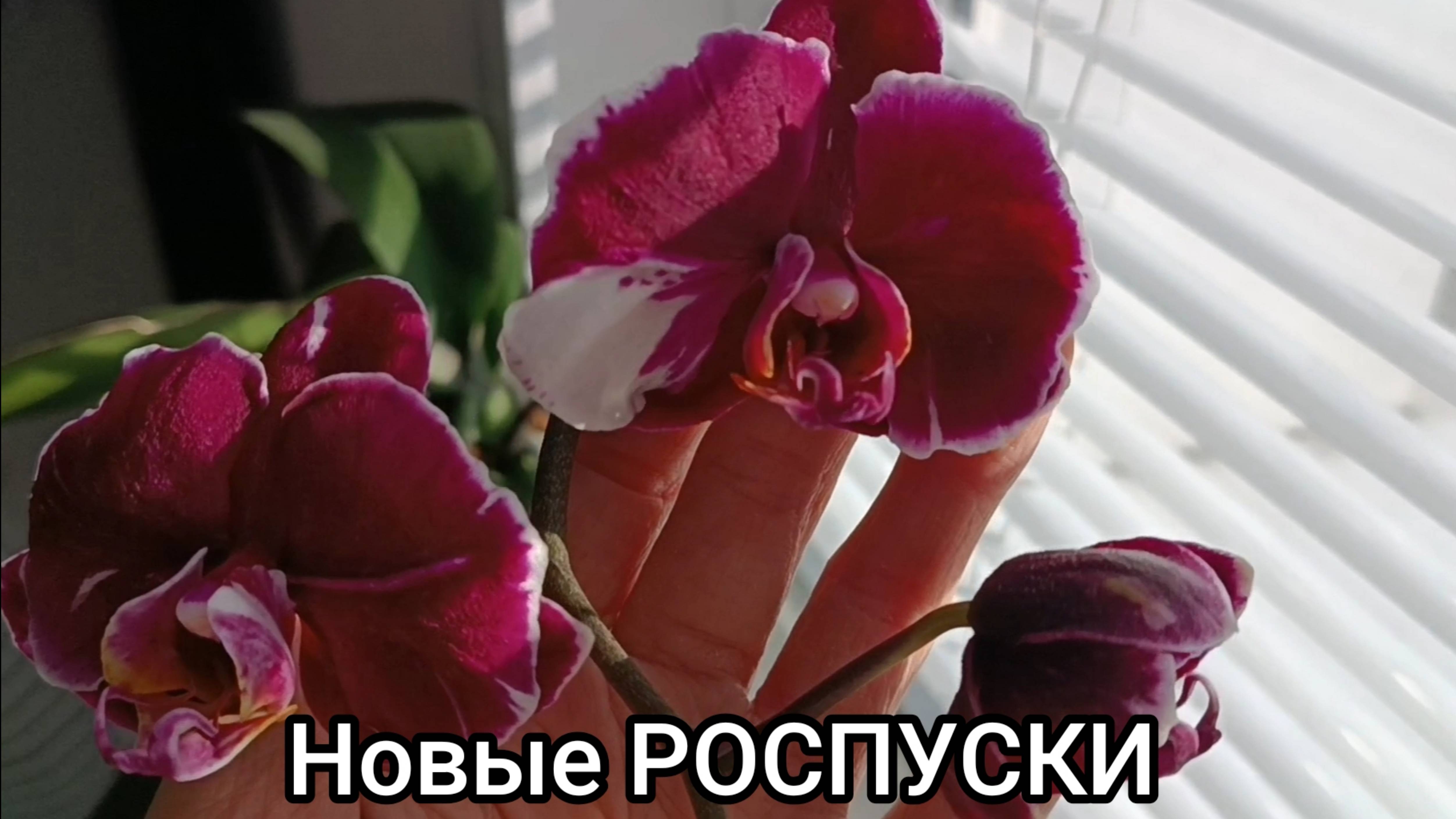 Купаю ОРХИДЕИ 💦 Красивые КАСКАДЫ орхидей 🌸 #орхидеи