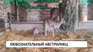 Любознательный австралиец