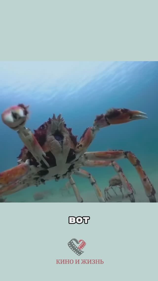 Робот краб
