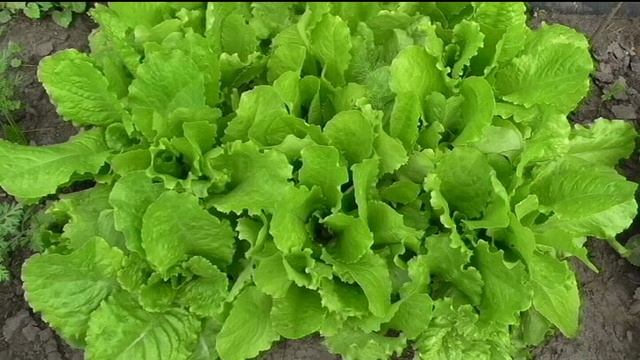 Сорт салата АЗАРТ