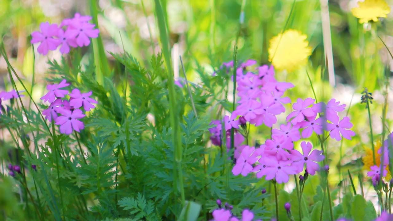 Футаж — Примула (первоцвет). Футажи (footage) красивая природа [FullHD]