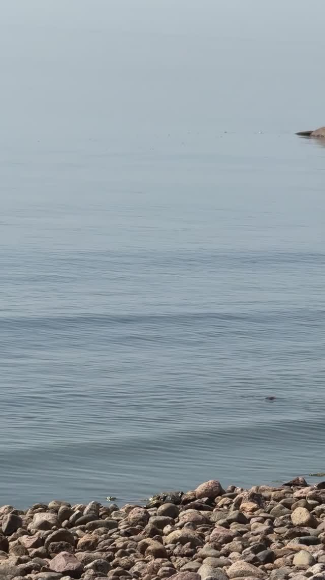 Залив