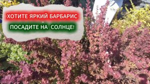 БАРБАРИСЫ ЛЮБЯТ СОЛНЦЕ! КАК И КУДА ЛУЧШЕ ПОСАДИТЬ САЖЕНЕЦ БАРБАРИСА ТУНБЕРГА ОРАНЖ В ЛАНДШАФТЕ САДА.