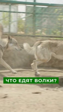 Что едят волки? #волк #волки #волкособ #животные #долинаволков #питомник
