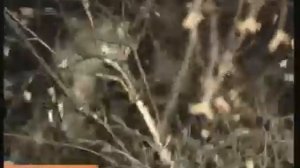 Солдат спасает кота _ Смех и грех