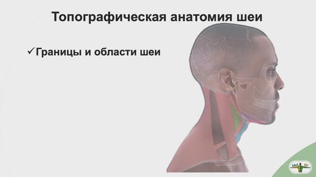 Топографическая анатомия шеи: Границы и области шеи