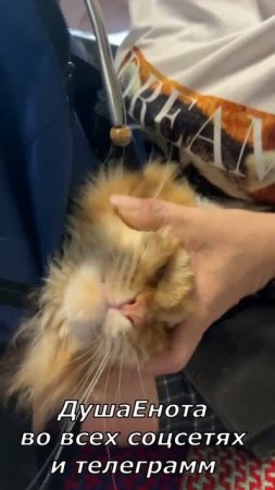 Как дать коту таблетку