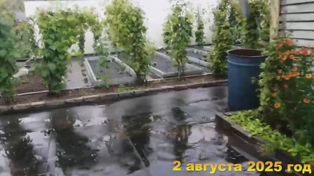 7 соток. Дождь, поливаю в парниках и пропалываю. хроника 2 августа 2025 год