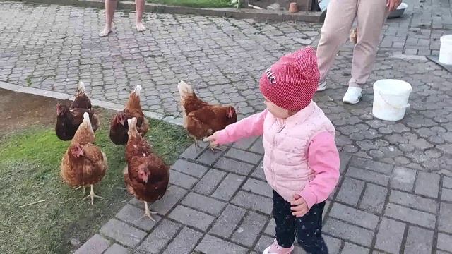 17.05.2024 Ника и куры.