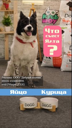 Курица или яйцо?