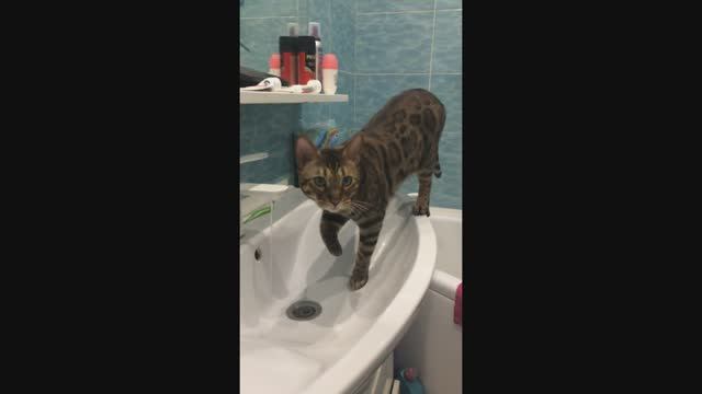 Бенгал пьёт воду из под крана