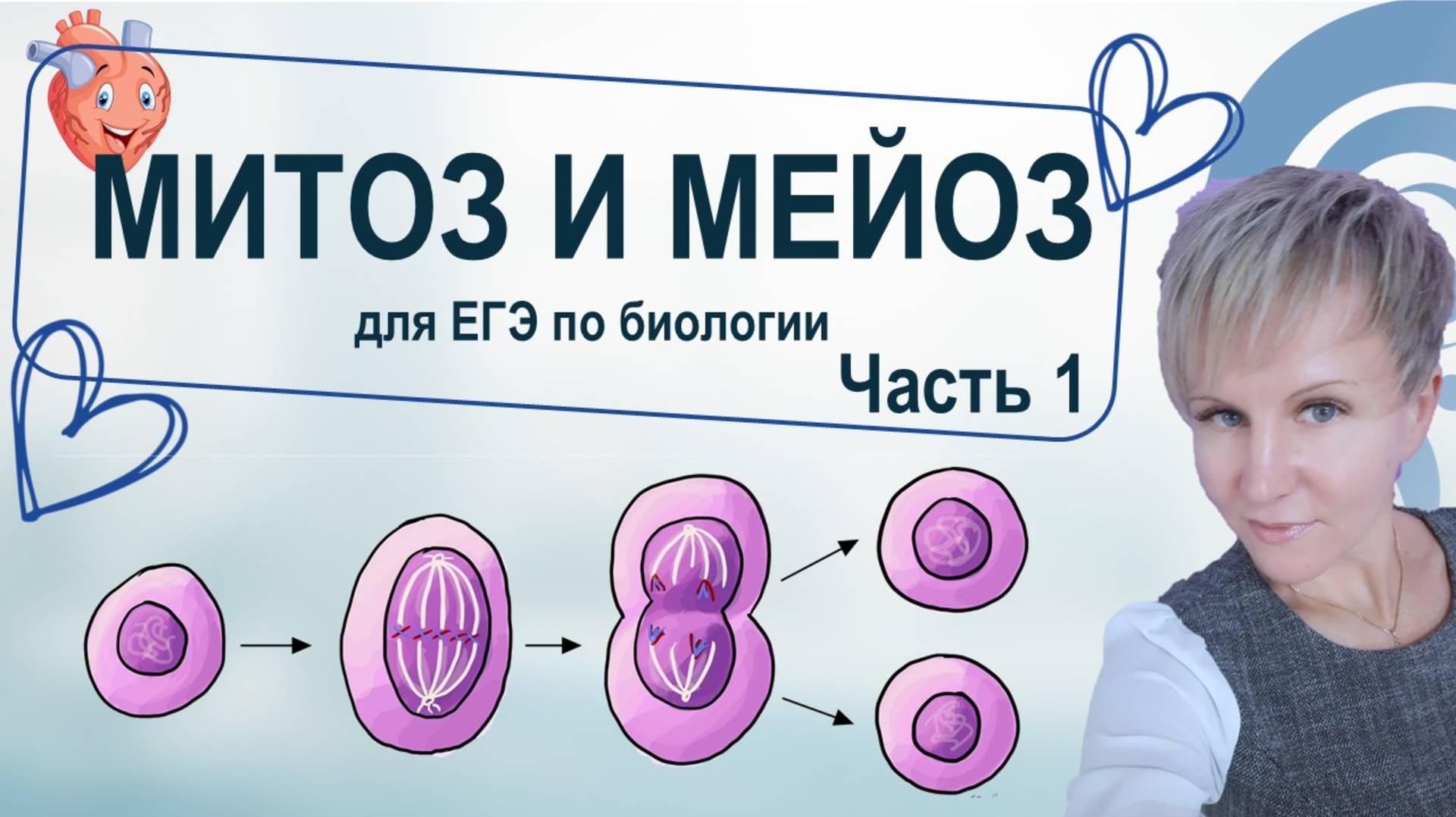 Митоз и Мейоз. ЕГЭ по биологии.