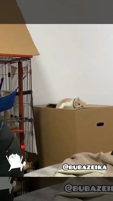 Коты и коробки