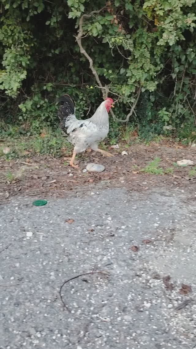 Курочка по зёрнышку ©20240613