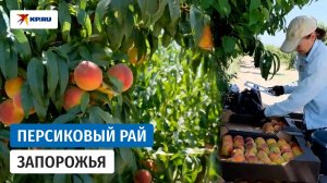В Мелитополе начался сбор урожая персиков