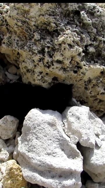 Найди черного кота!