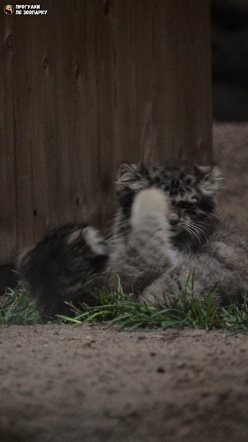 Манул Снежинка наблюдает за играми своих котят. Новосибирский зоопарк