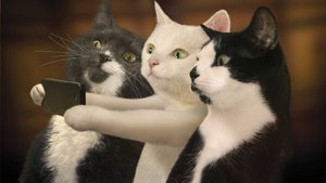 ПРИКОЛЫ С ЖИВОТНЫМИ ДО СЛЕЗ #116 Смешные КОТЫ И СОБАКИ  Приколы