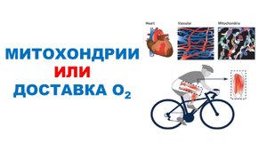 Факторы, ограничивающие выносливость могут меняться