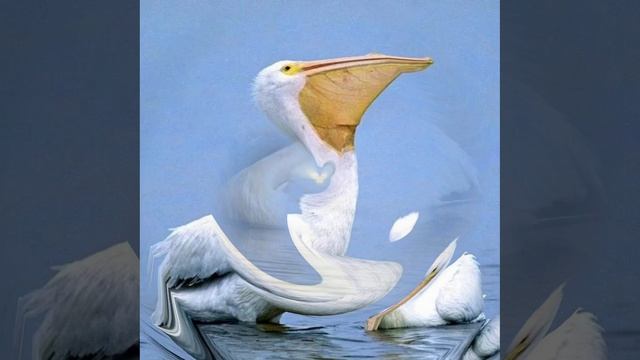 Пеликан