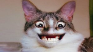 ПРИКОЛЫ С ЖИВОТНЫМИ ДО СЛЕЗ #117 Смешные КОТЫ И СОБАКИ  Приколы