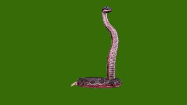 змея 8