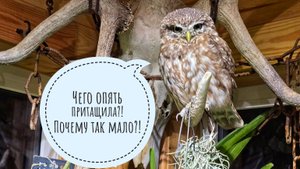 Совы меня заждались: где ужин?! Что я привезла от Зебо: орхидеи и впечатления!