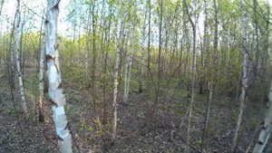 Выживание Отшельника Бродяги в глухих сибирских лесах в лачуге