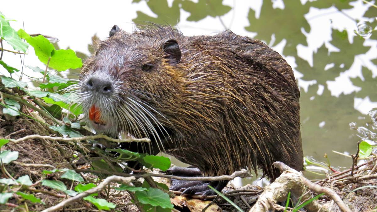 Нутрия лесного озера.