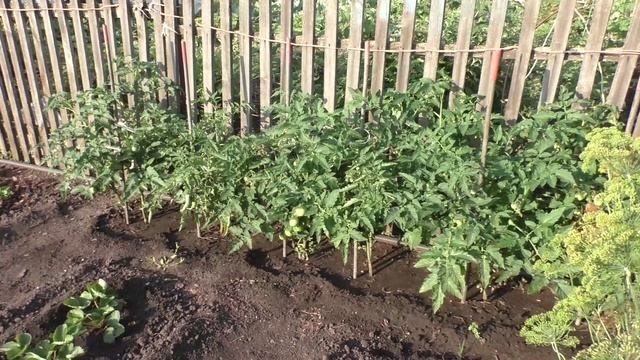 Участок в начале августа