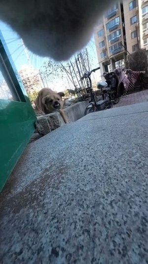 Кошачья жизнь