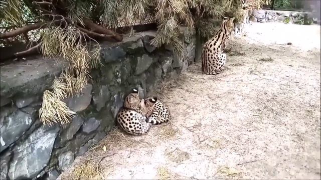 Котята сервала