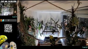 жизнь погугаев на балконе📍 | 🟢24/7 budgie stream 🦜🦜🦜