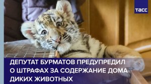 За содержание диких зверей дома возможны штрафы и уголовное наказание