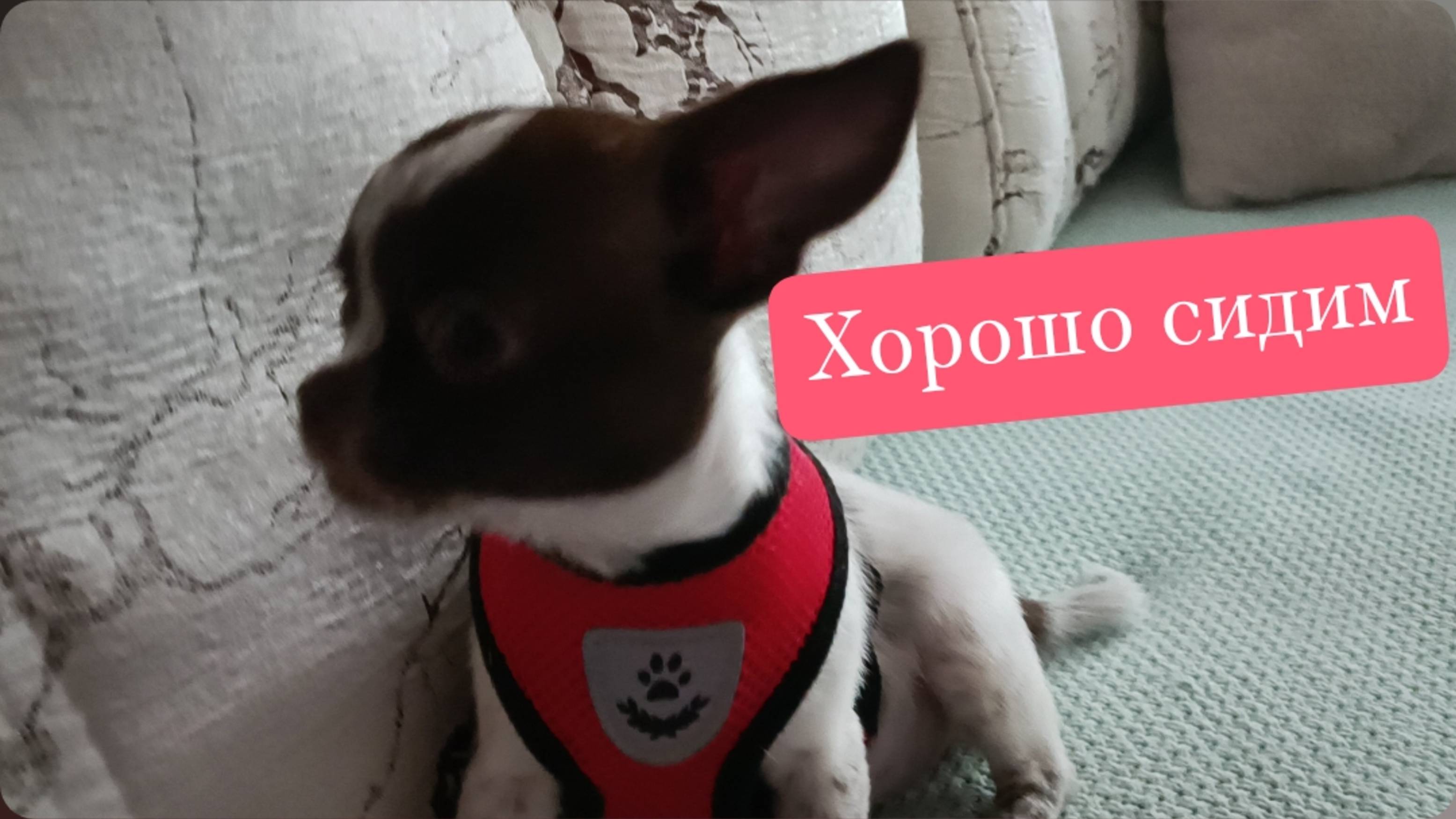 ✅ ЧИХУАХУА - ГРЫЗУНЬЯ 🐕 ХОРОШО СИДИМ😀