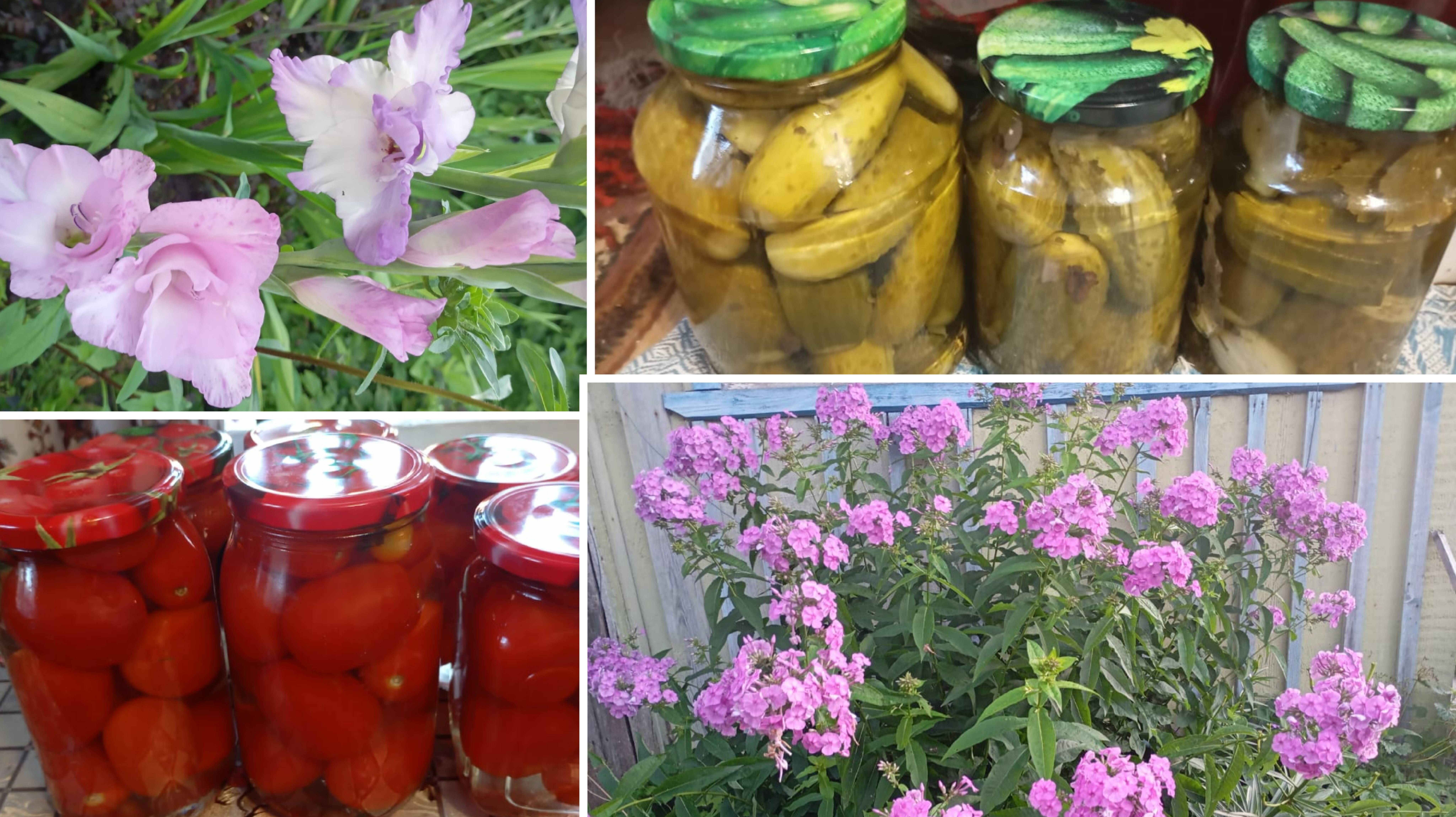 Вот и лето пролетает...август - красивый месяц. 2.08.25г