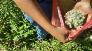 Десятый заказ: Плантация Erigeron annus 02.08. 2025