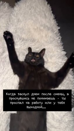 Ещё больше котиков в канале https://t.me/cotorai