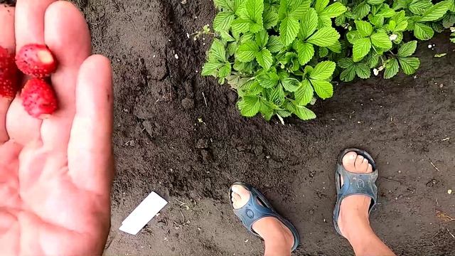 Клубника Александрина и Золушка