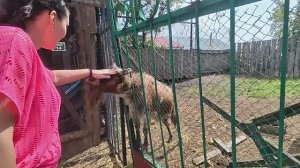 Саратов Хвалынск Страусы, Медведь и Волки
