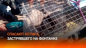 Голод превозможет страх: операция по спасению кота на набережной Фонтанки возобновилась в Петербурге
